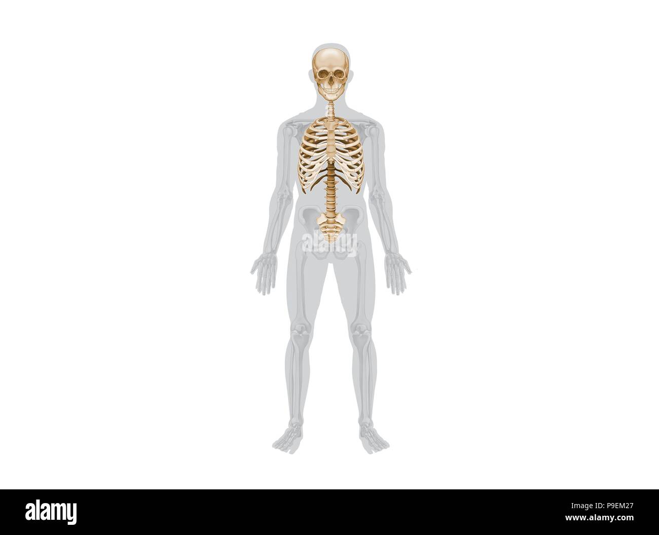 Scheletro assile immagini e fotografie stock ad alta risoluzione - Alamy