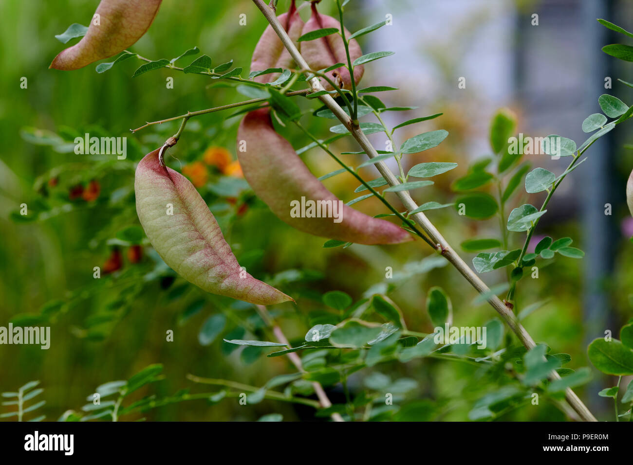 Leguminose papilionoideae immagini e fotografie stock ad alta ...