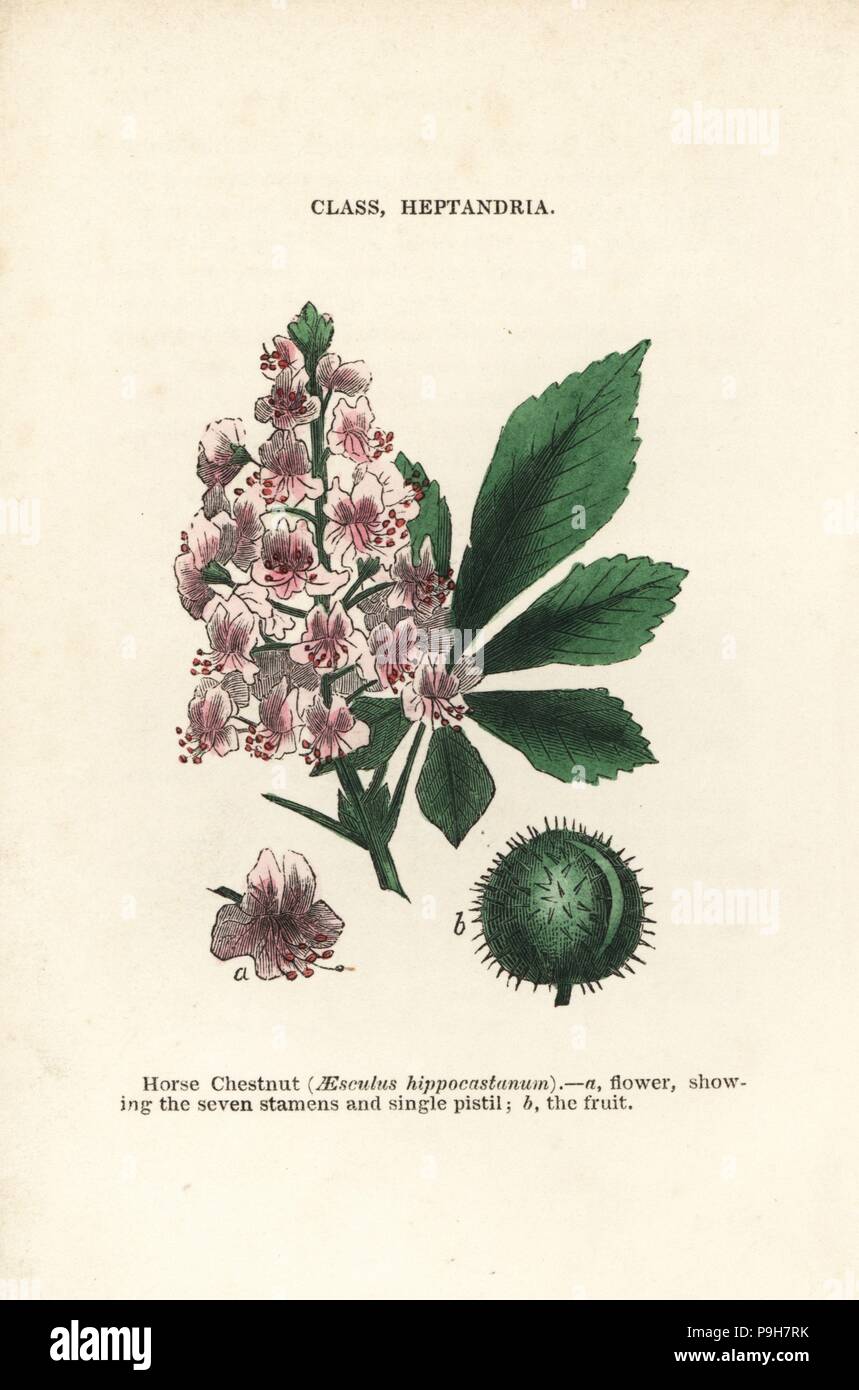 Horse chestnut aesculus hippocastanum illustration immagini e ...