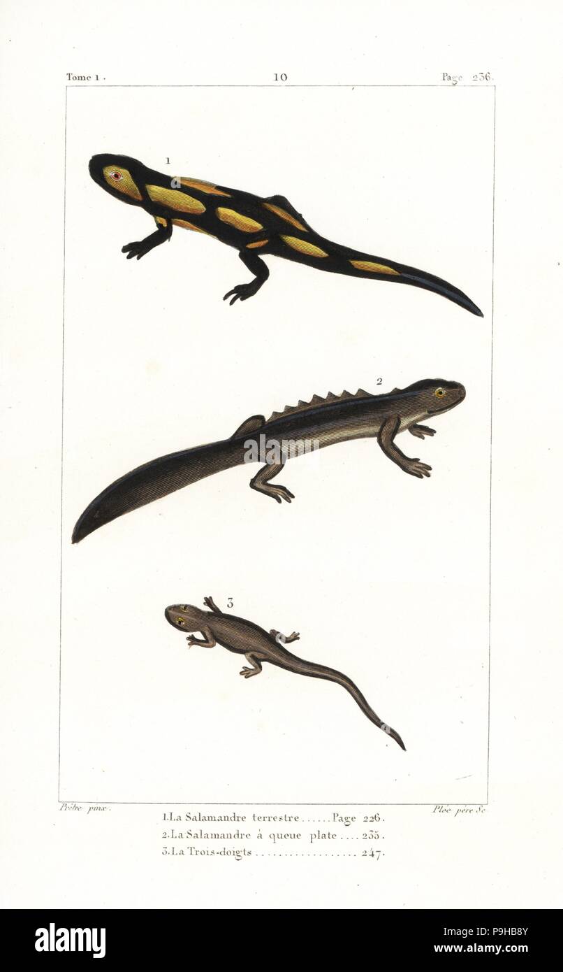 Salamandra pezzata, Salamandra salamandra, liscia, tritone Triturus ...