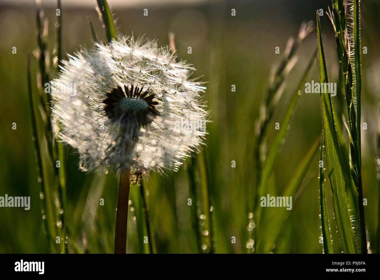 Taraxacum officinalis immagini e fotografie stock ad alta risoluzione ...