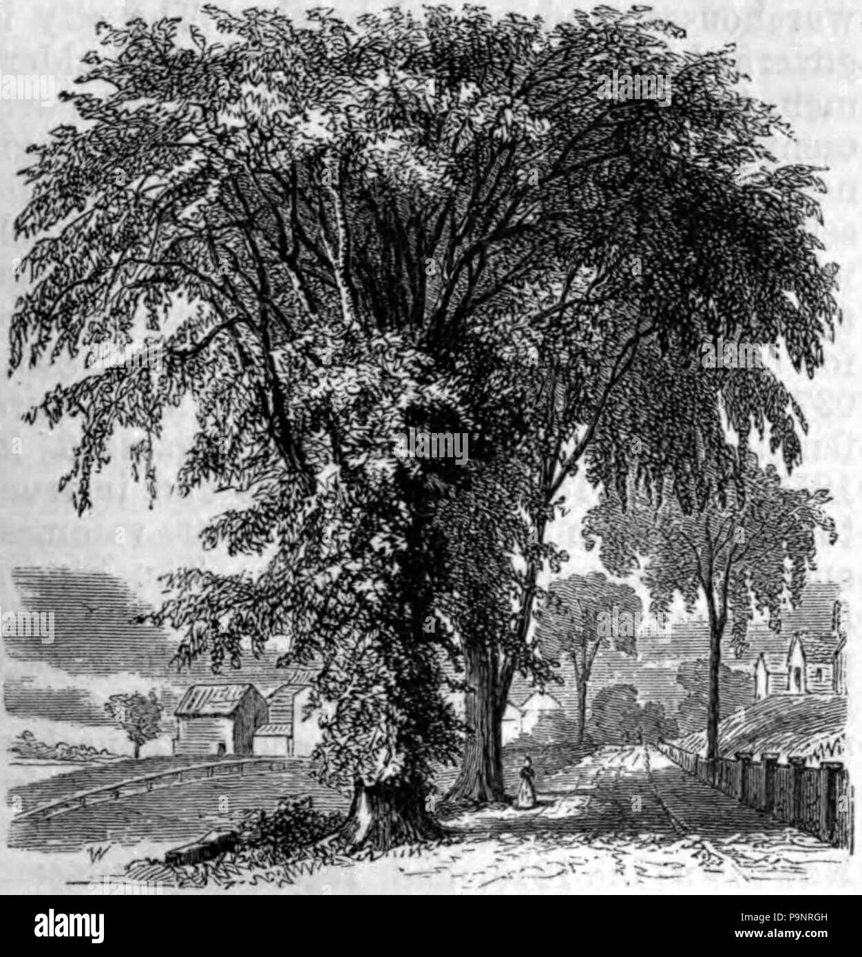 Albero di olmo americano immagini e fotografie stock ad alta ...