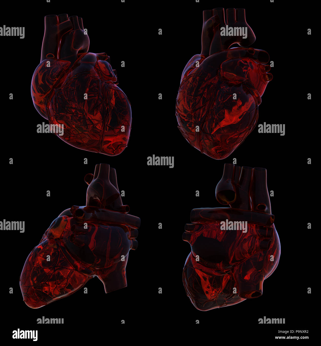 Anatomia del corpo umano e del cuore 3d immagini e fotografie stock ad ...