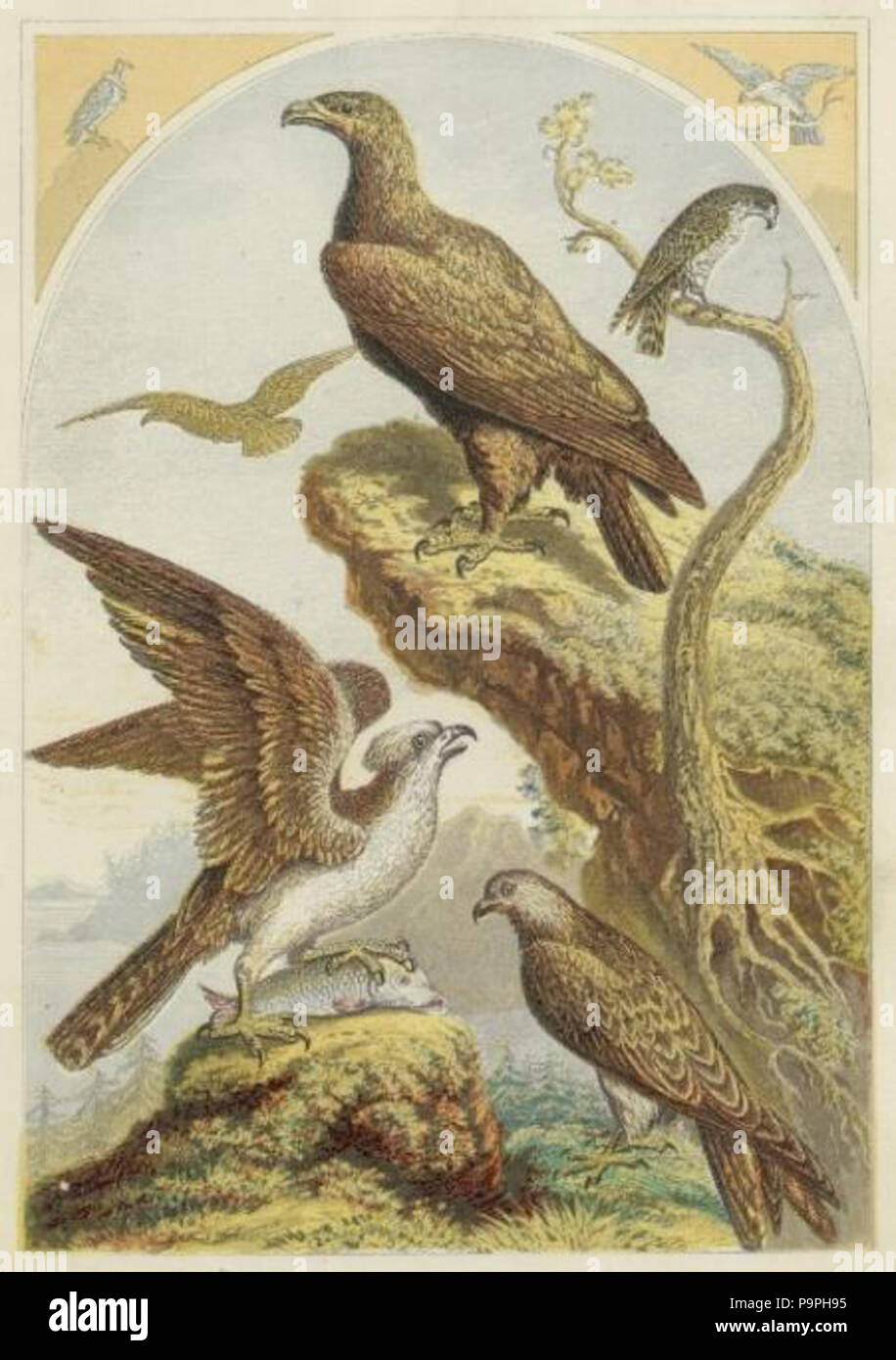 Illustrazione di uccelli rapaci immagini e fotografie stock ad alta ...