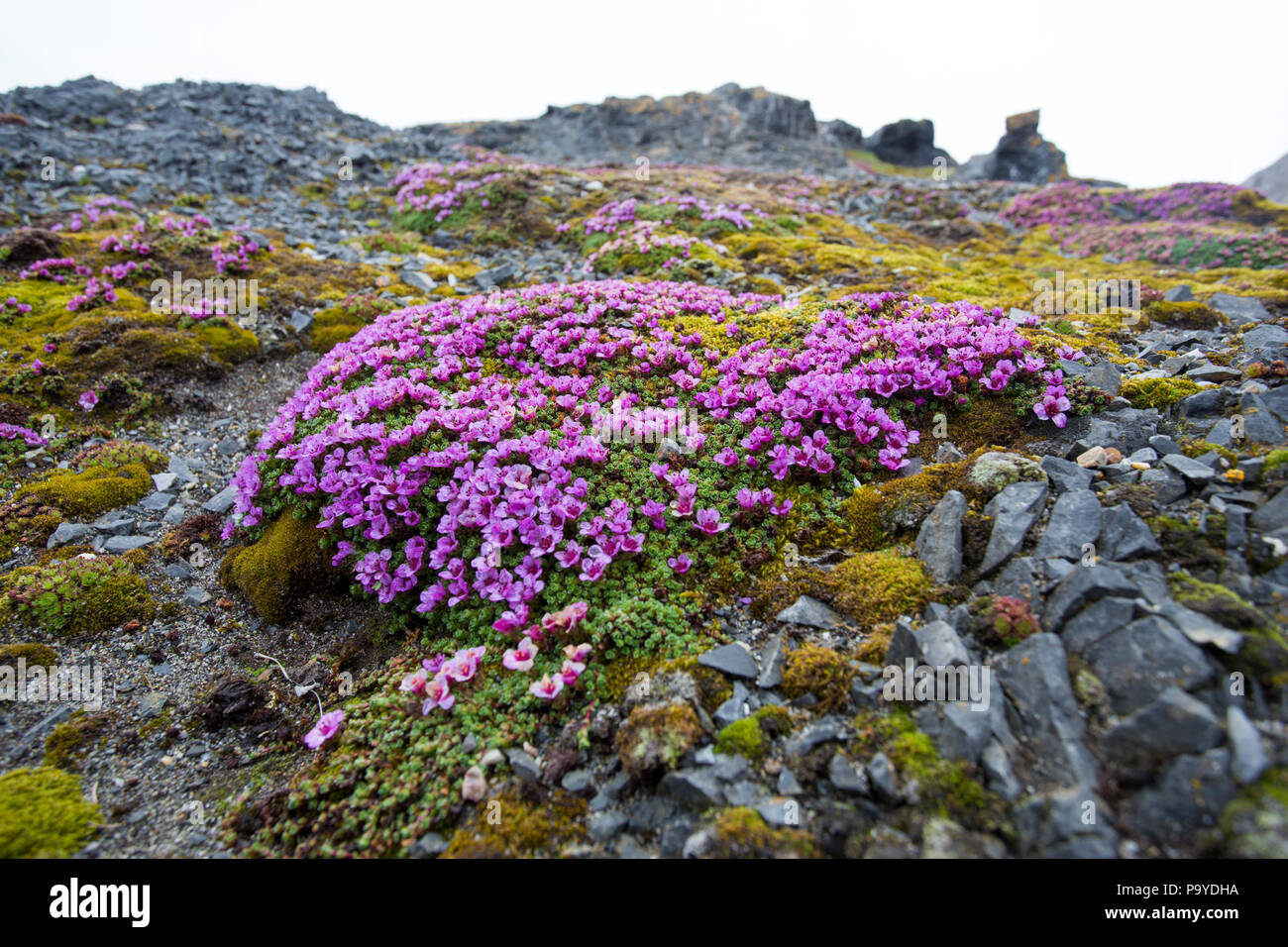 Arctic flora immagini e fotografie stock ad alta risoluzione - Alamy