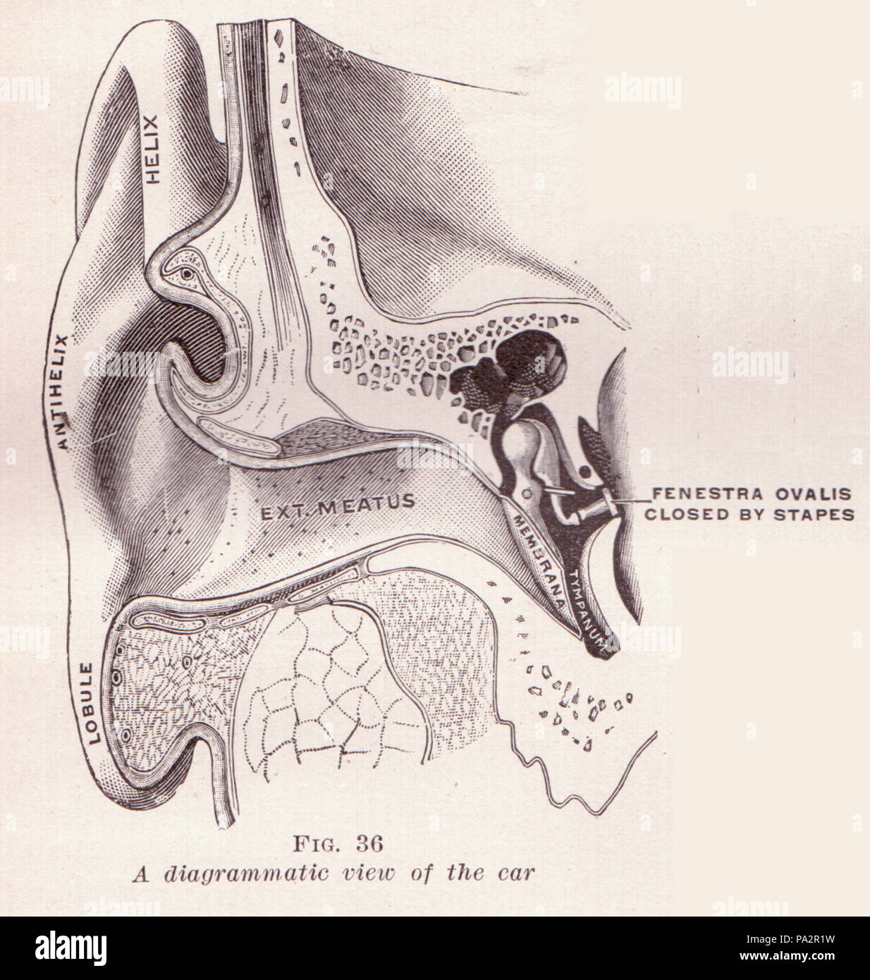 Anatomia dell'orecchio umano immagini e fotografie stock ad alta ...
