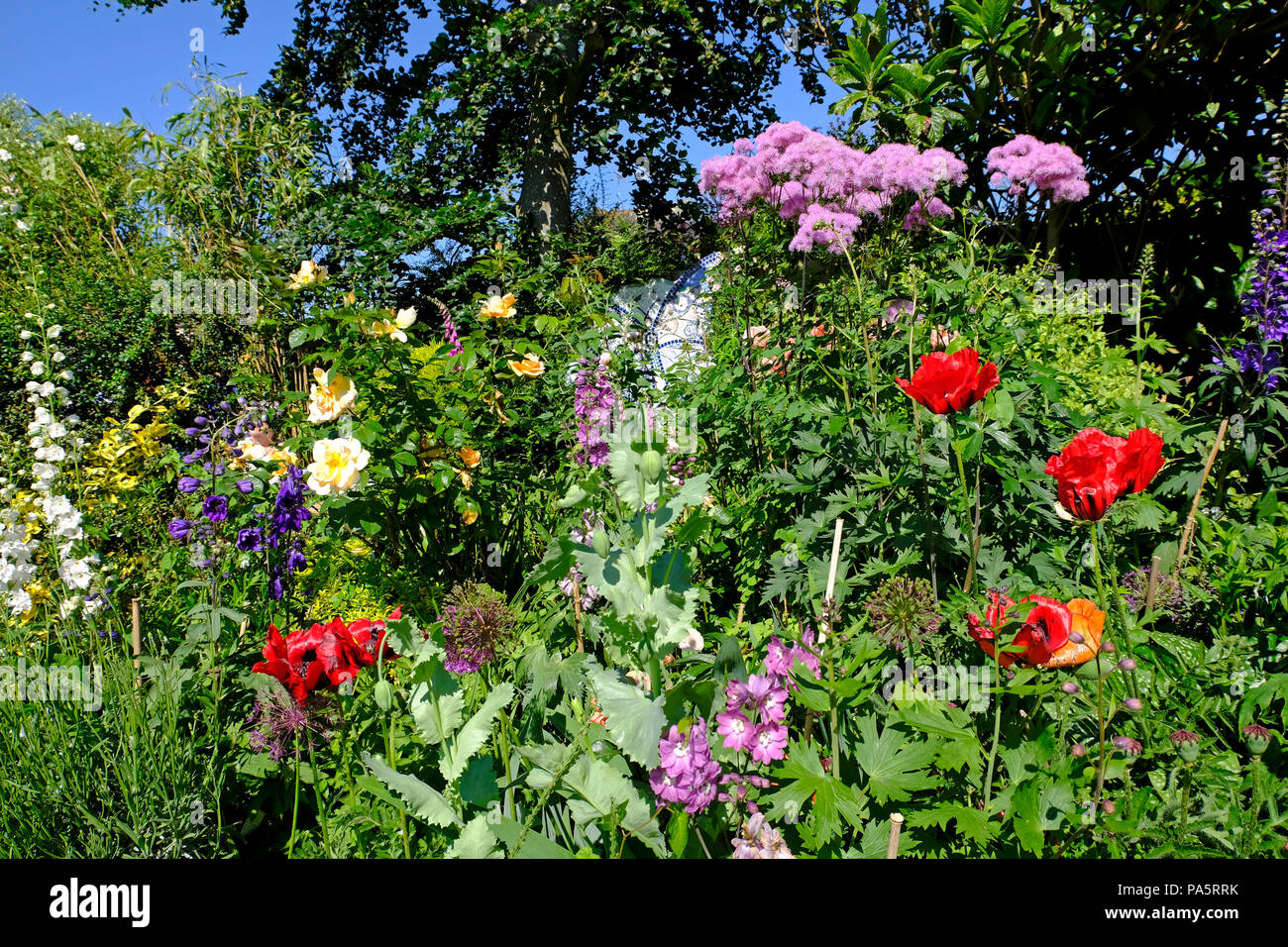 Alta pianta erbacea immagini e fotografie stock ad alta risoluzione - Alamy