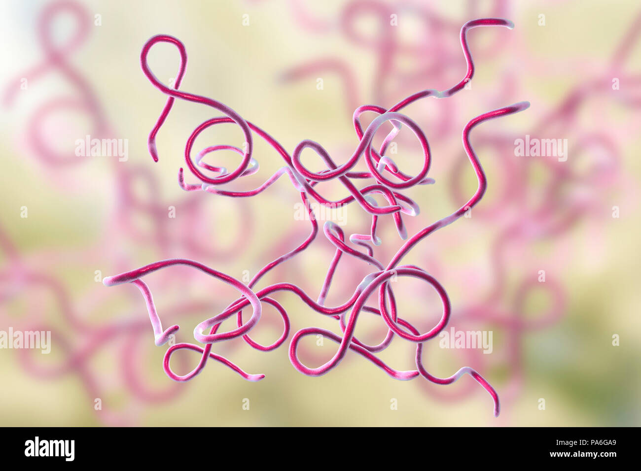 La malattia di Lyme batteri. Computer illustrazione di Borrelia ...