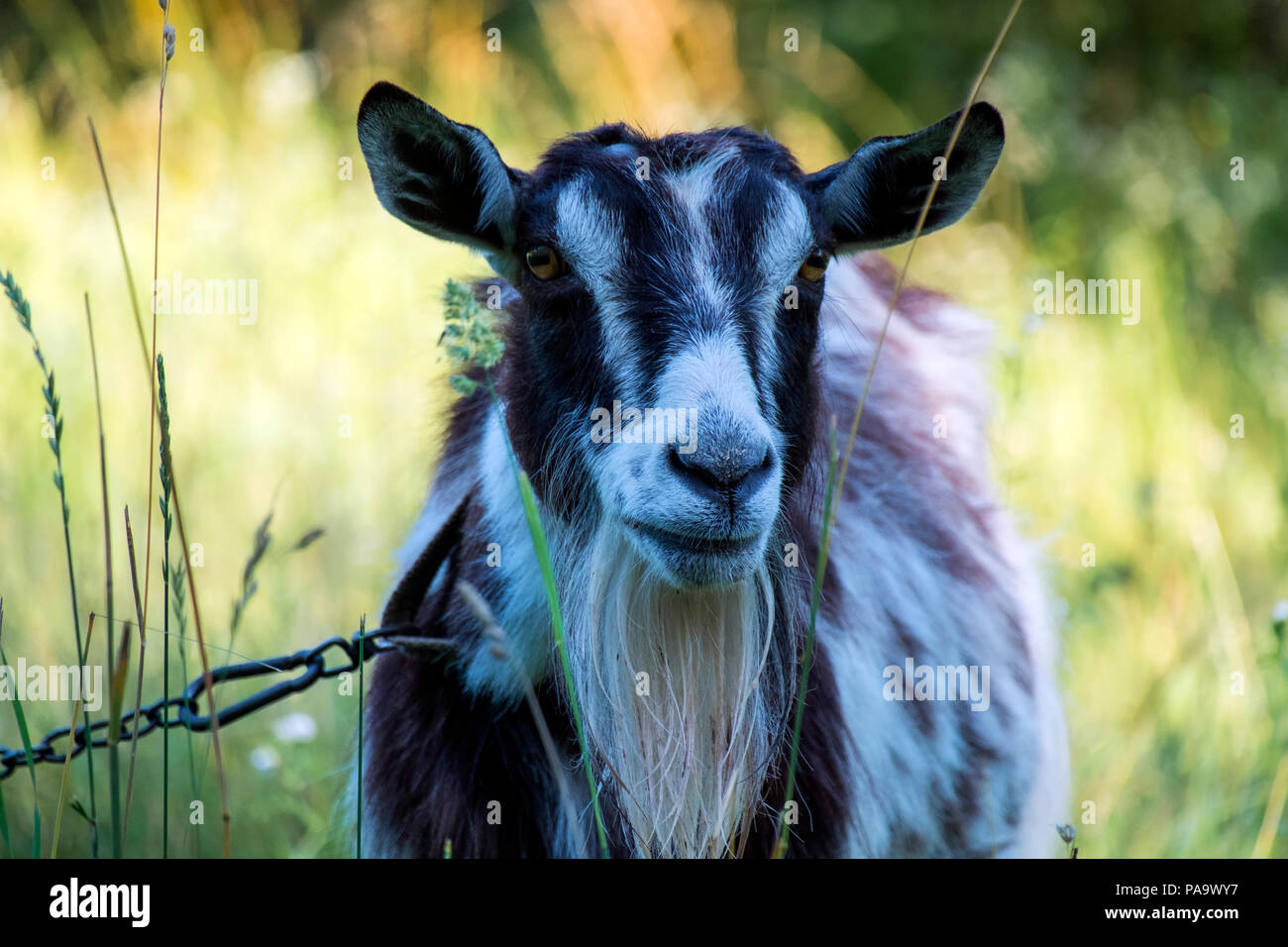 Faccia butterata immagini e fotografie stock ad alta risoluzione - Alamy