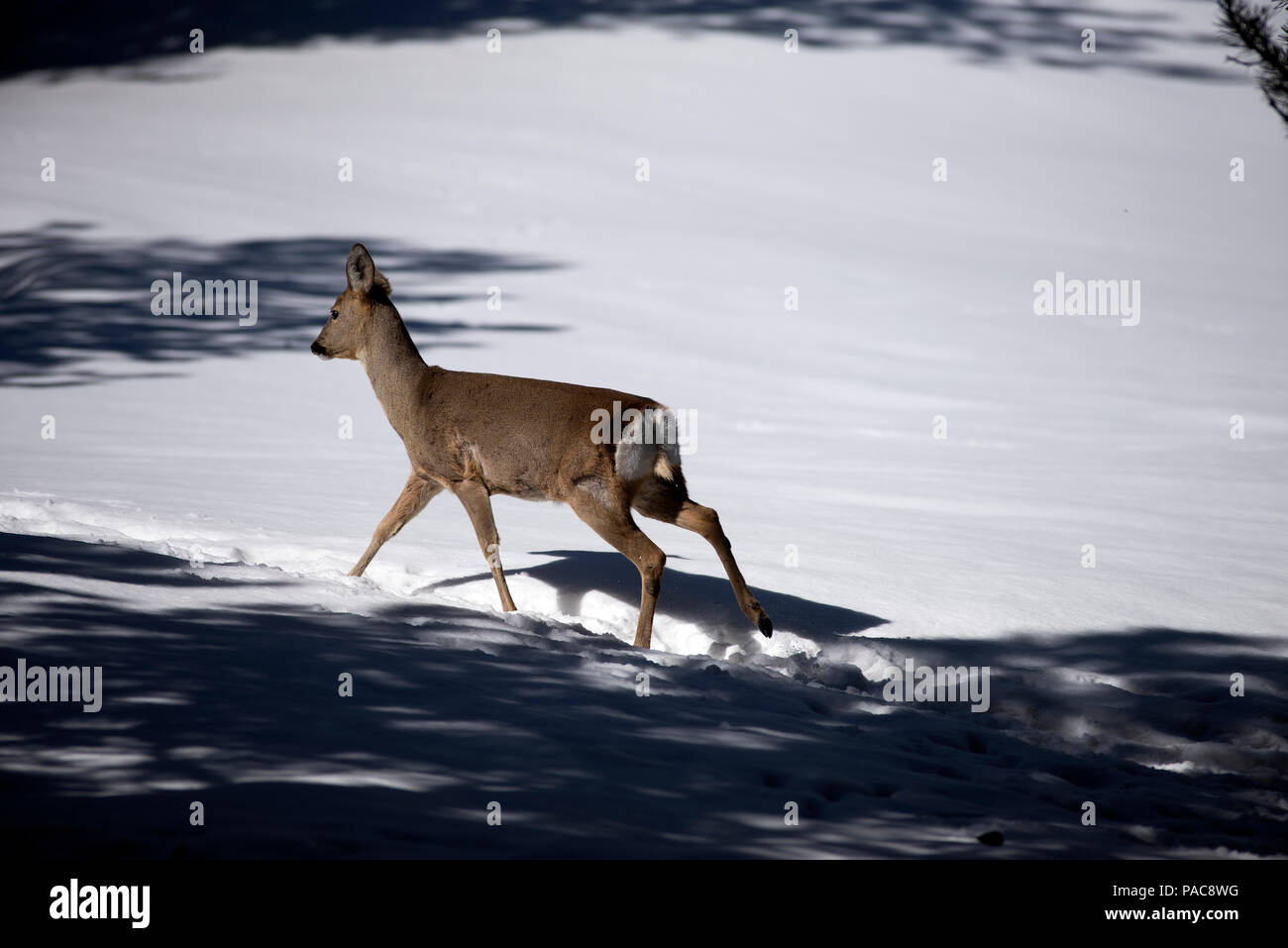 Capriolo in inverno immagini e fotografie stock ad alta risoluzione - Alamy