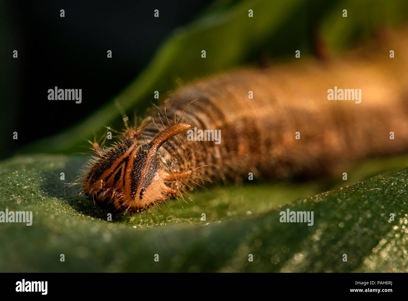 Farfalla gigante del mondo immagini e fotografie stock ad alta ...