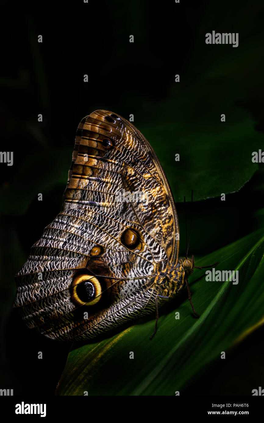 Farfalla gigante del mondo immagini e fotografie stock ad alta ...