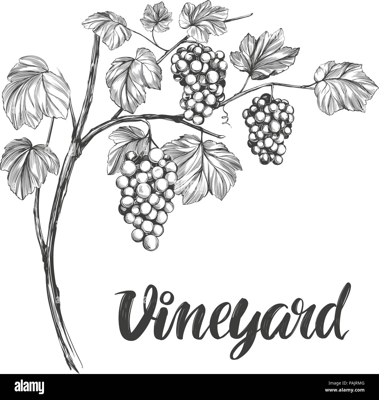 Bunch of grapes sketch immagini e fotografie stock ad alta risoluzione ...