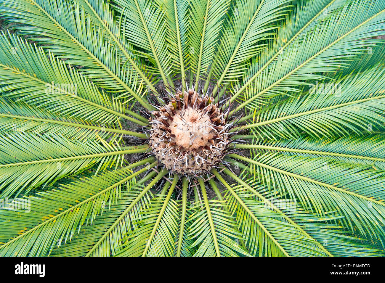 Flora preistorica cycas immagini e fotografie stock ad alta risoluzione ...