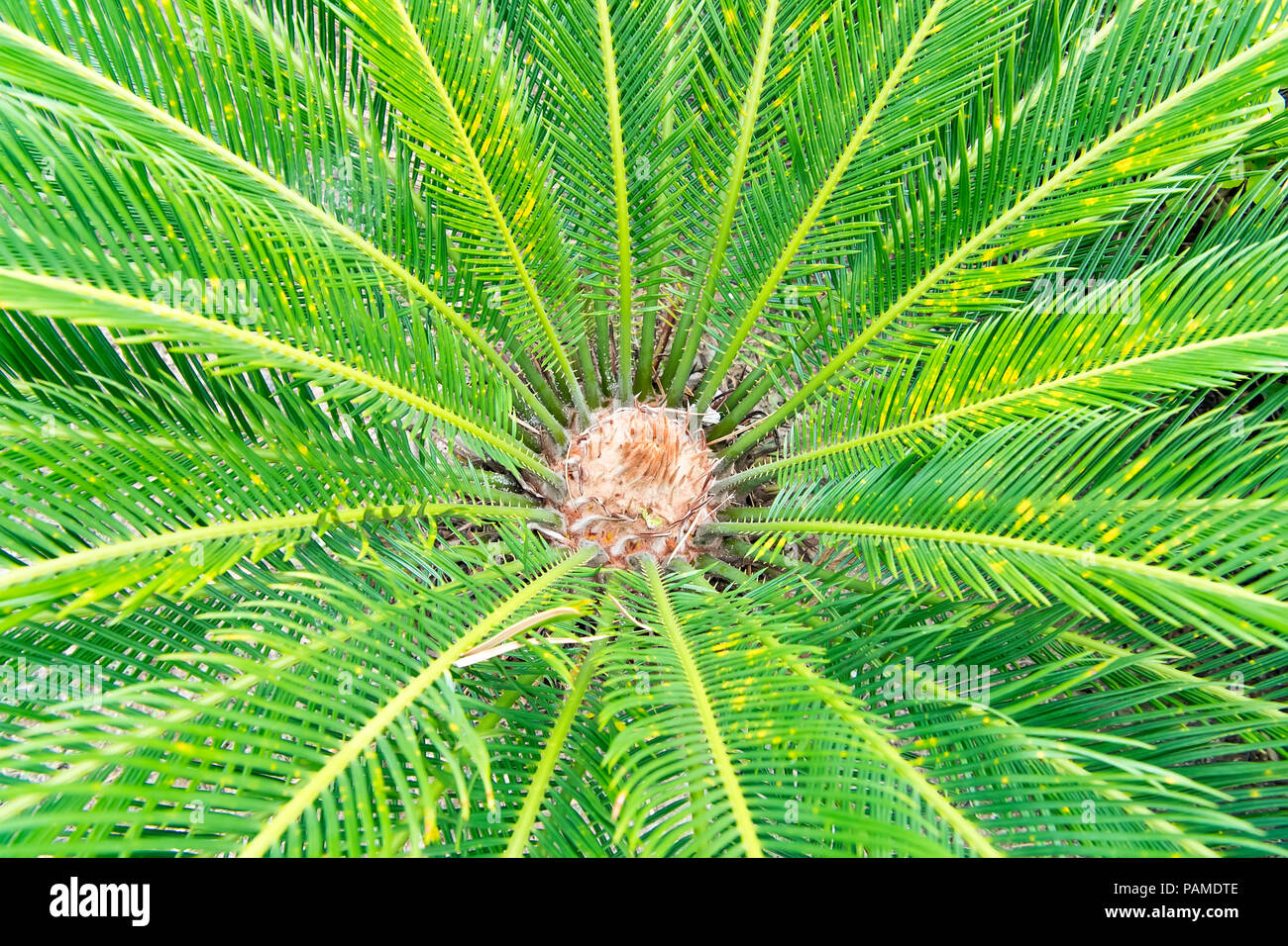 Flora preistorica cycas immagini e fotografie stock ad alta risoluzione ...