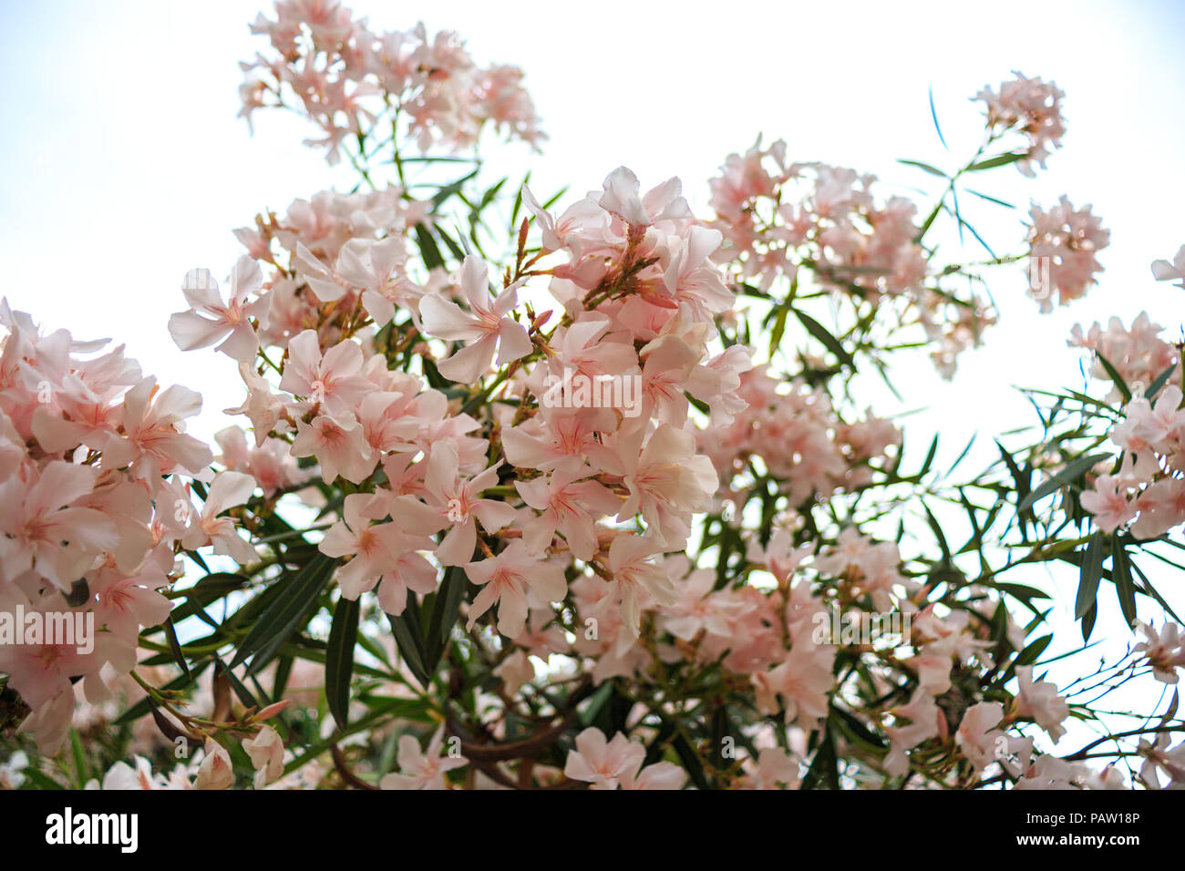 Oleandro giallo solare immagini e fotografie stock ad alta risoluzione ...