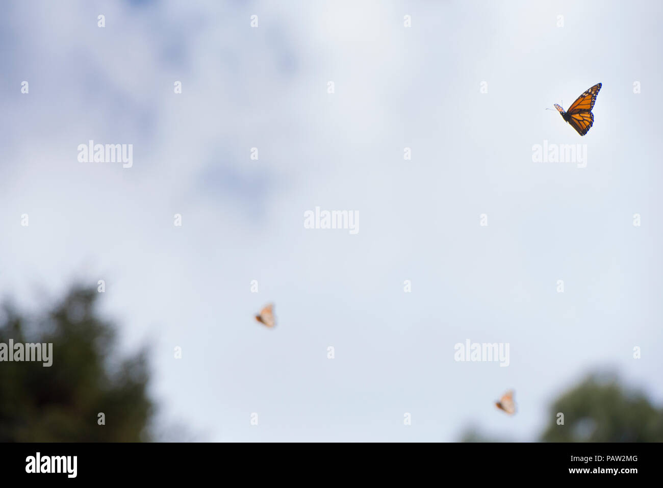 Farfalle volanti immagini e fotografie stock ad alta risoluzione - Alamy