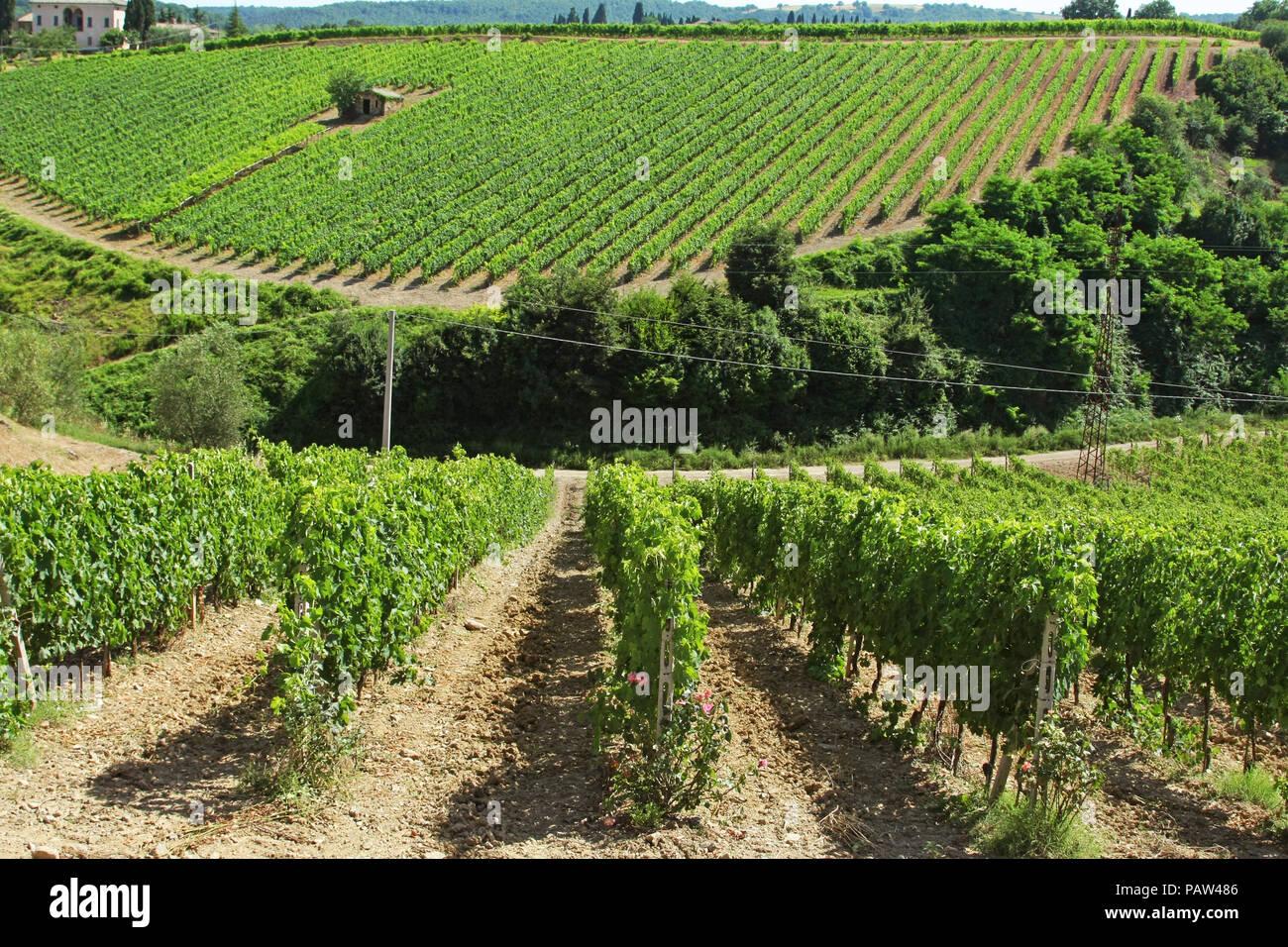 Vigneti chianti immagini e fotografie stock ad alta risoluzione - Alamy
