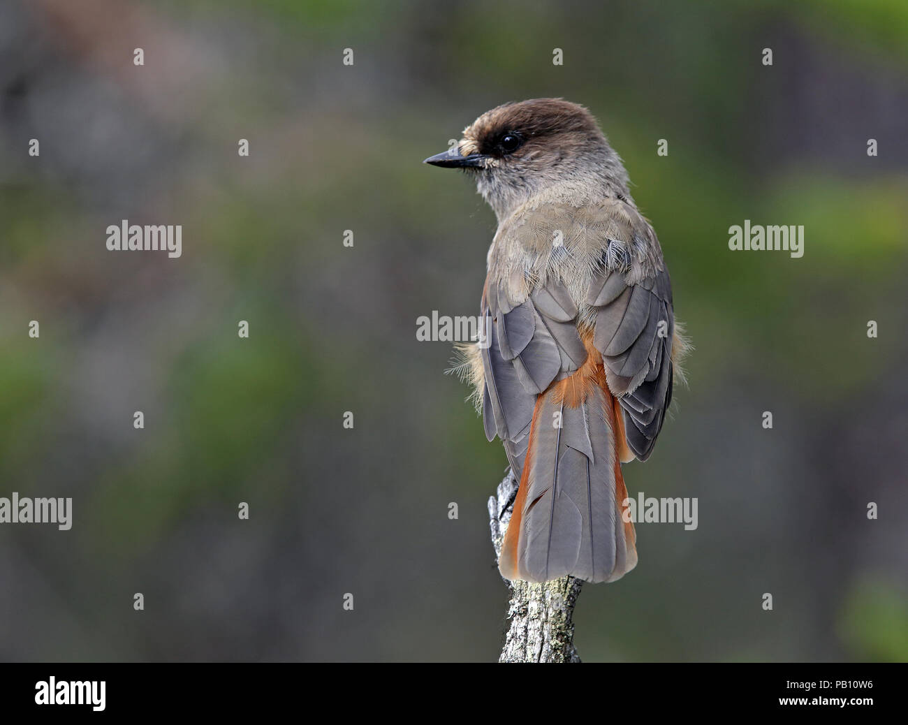 Siberian jay perisoreus infaustus immagini e fotografie stock ad alta ...