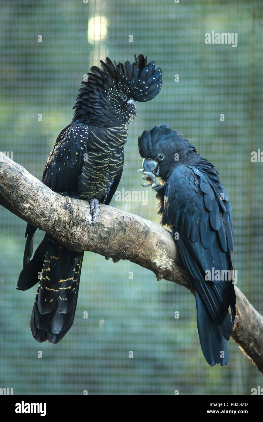 Cacatua nero dalla coda bianca immagini e fotografie stock ad alta ...