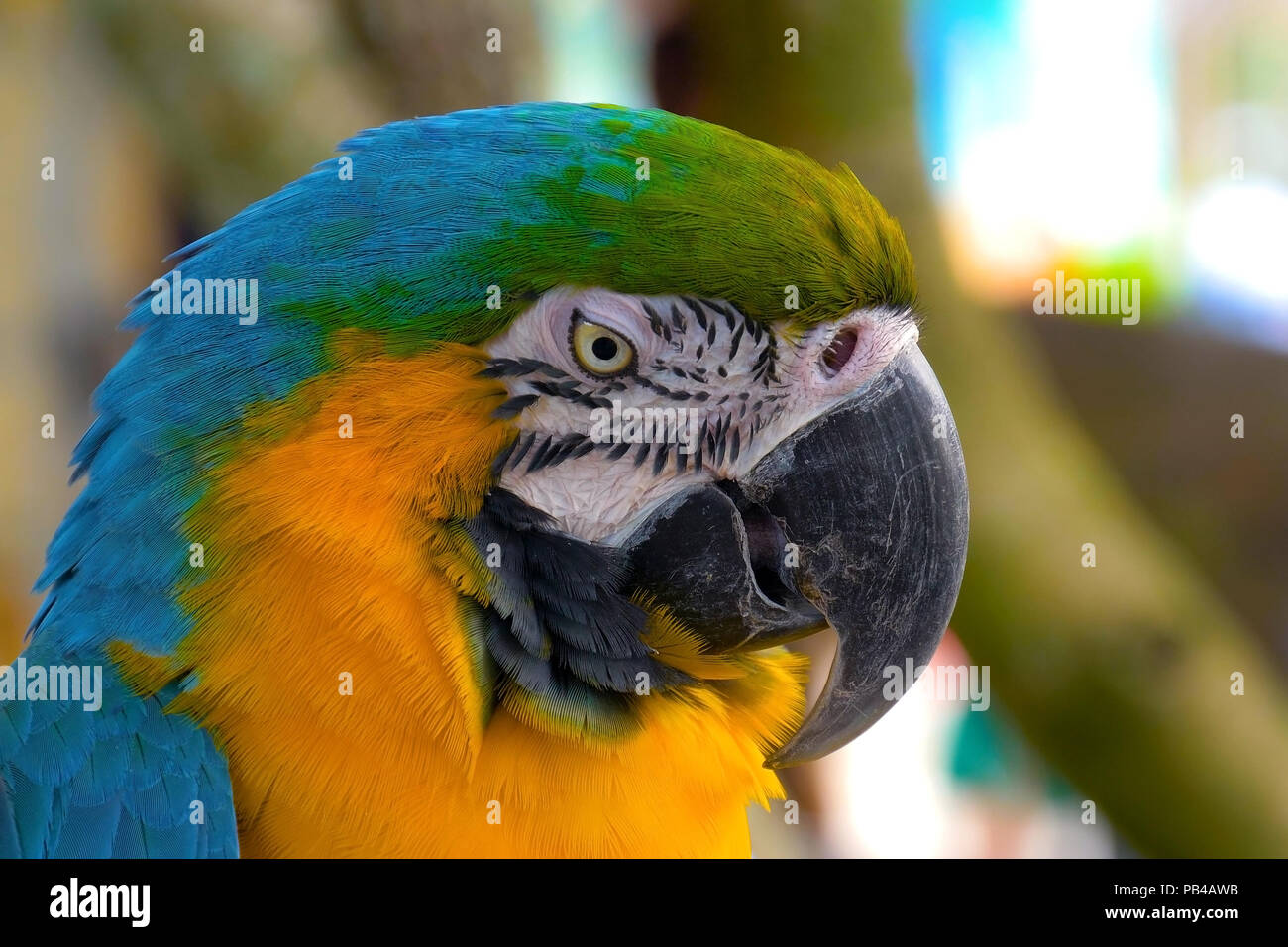 Bird watc immagini e fotografie stock ad alta risoluzione - Alamy