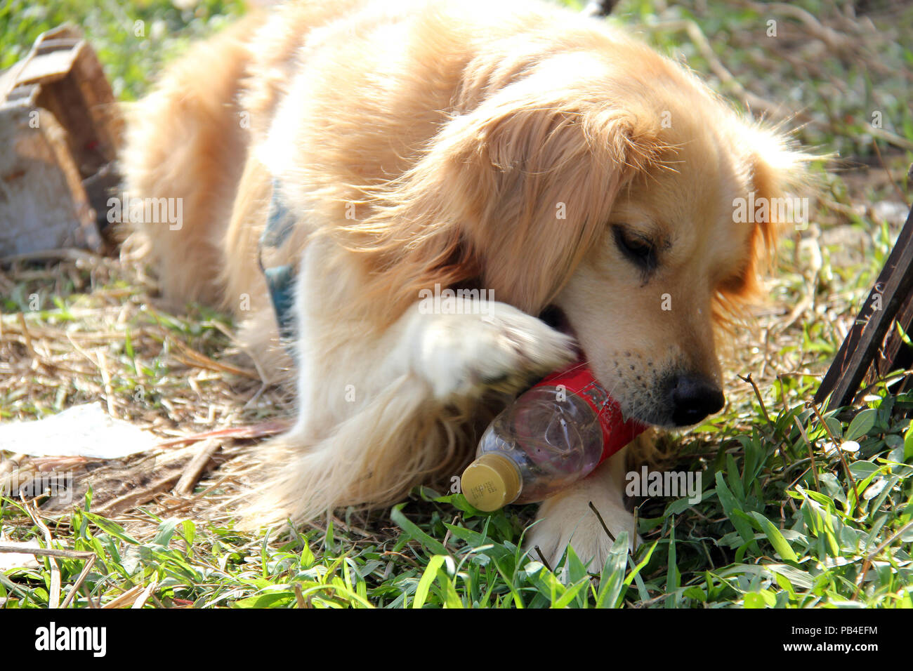 Morso di cane bottiglie di plastica immagini e fotografie stock ad alta ...