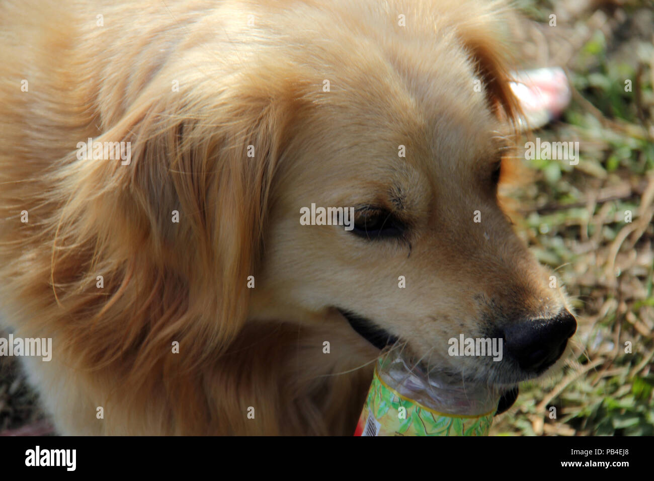 Morso di cane immagini e fotografie stock ad alta risoluzione - Alamy