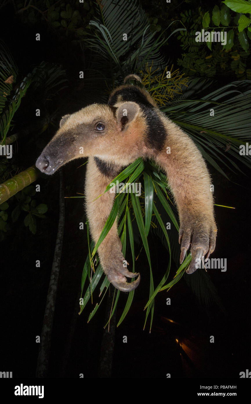 Tamandua del nord tamandua mexicana immagini e fotografie stock ad alta ...
