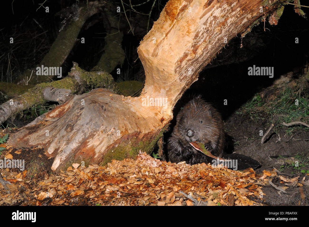 Corteccia grande pianta del tronco immagini e fotografie stock ad alta ...