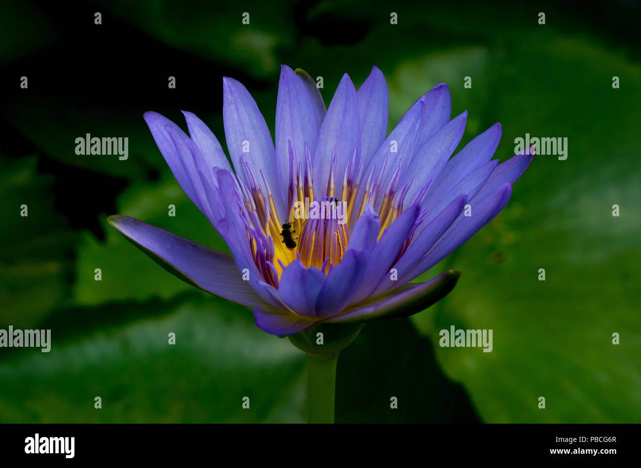 Lotus flower wallpaper immagini e fotografie stock ad alta risoluzione ...