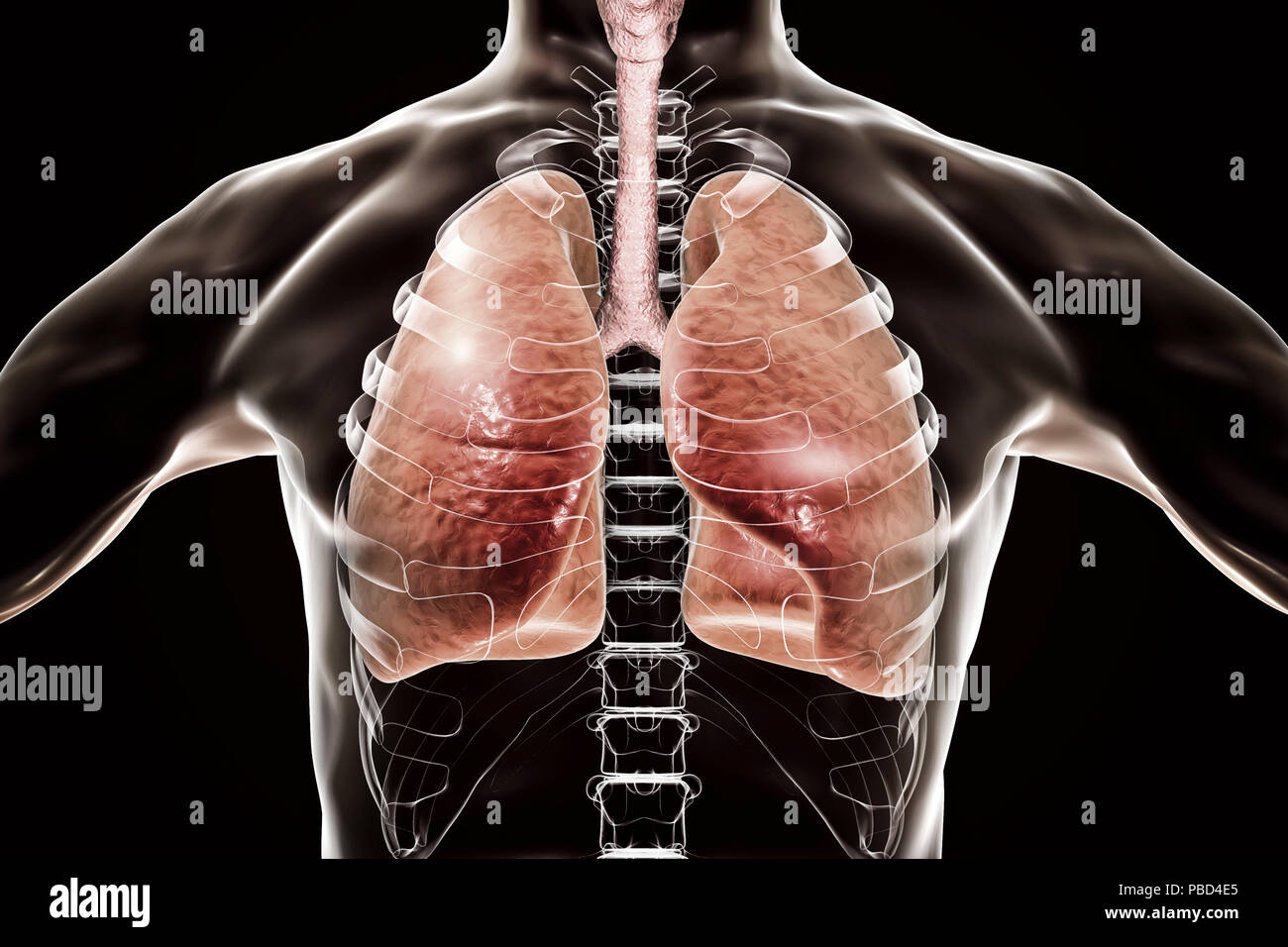 Polmoni umani immagini e fotografie stock ad alta risoluzione - Alamy