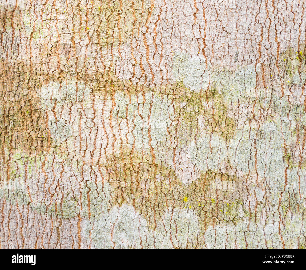 La gomma di corteccia di albero sfondo Texture. La gomma naturale di ...