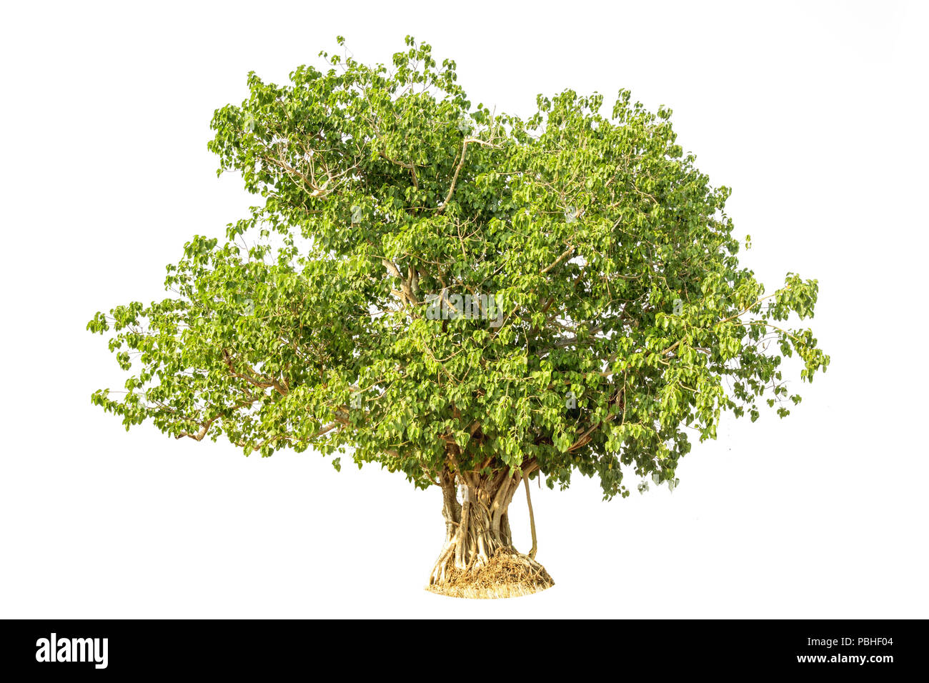 The bodhi tree immagini e fotografie stock ad alta risoluzione - Alamy