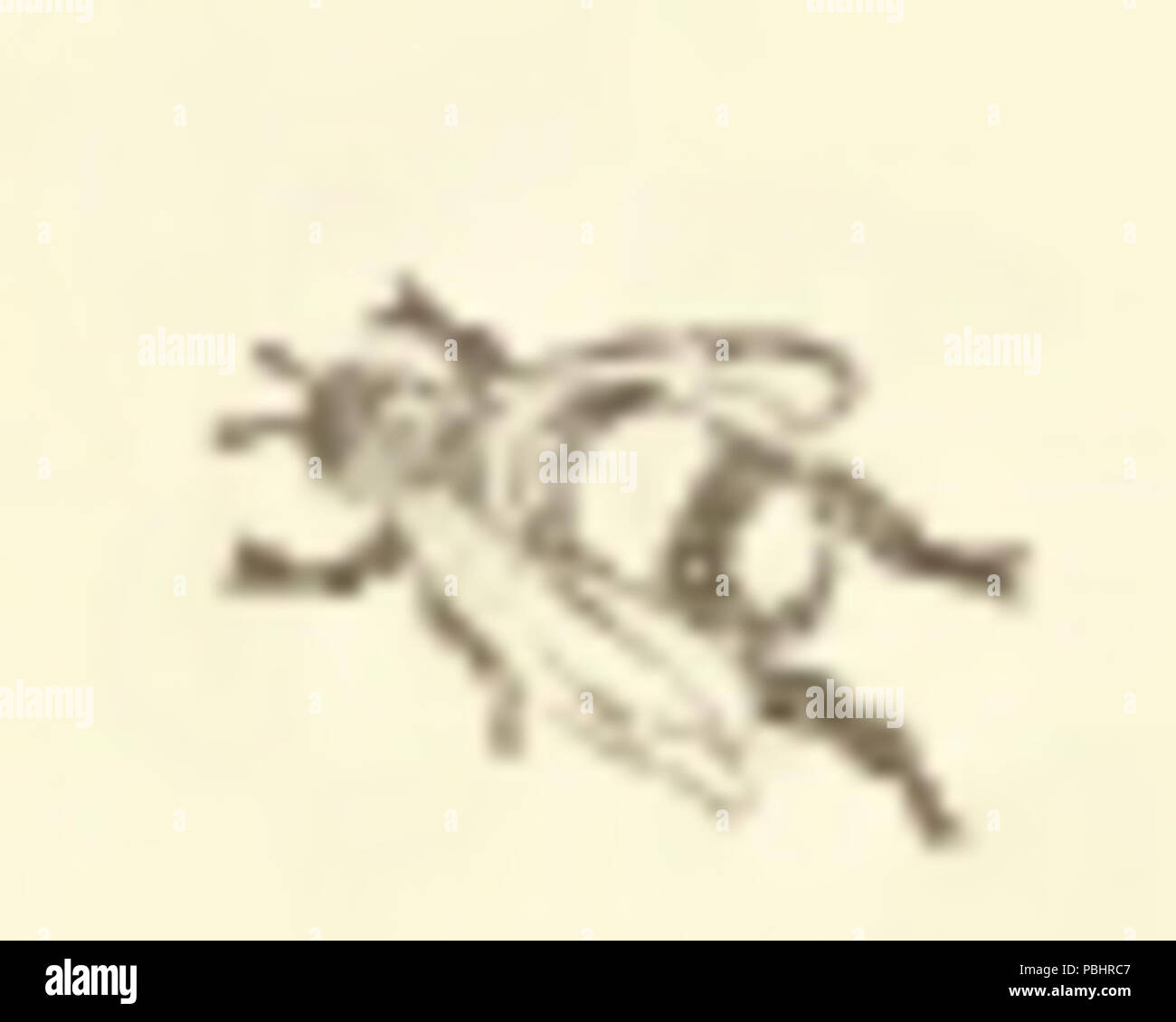 Disegno delle api immagini e fotografie stock ad alta risoluzione - Alamy