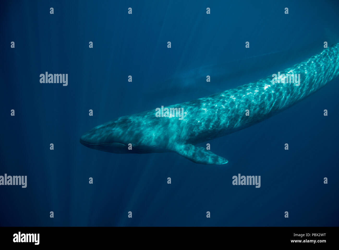 Le balene blu (Balaenoptera musculus), l'isola di Terceira, Azzorre ...