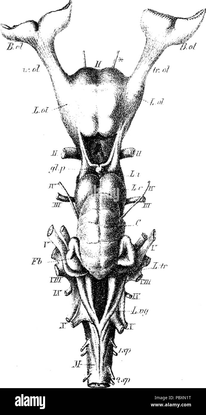 Cervello biologico di anatomia biologica immagini e fotografie stock ad ...