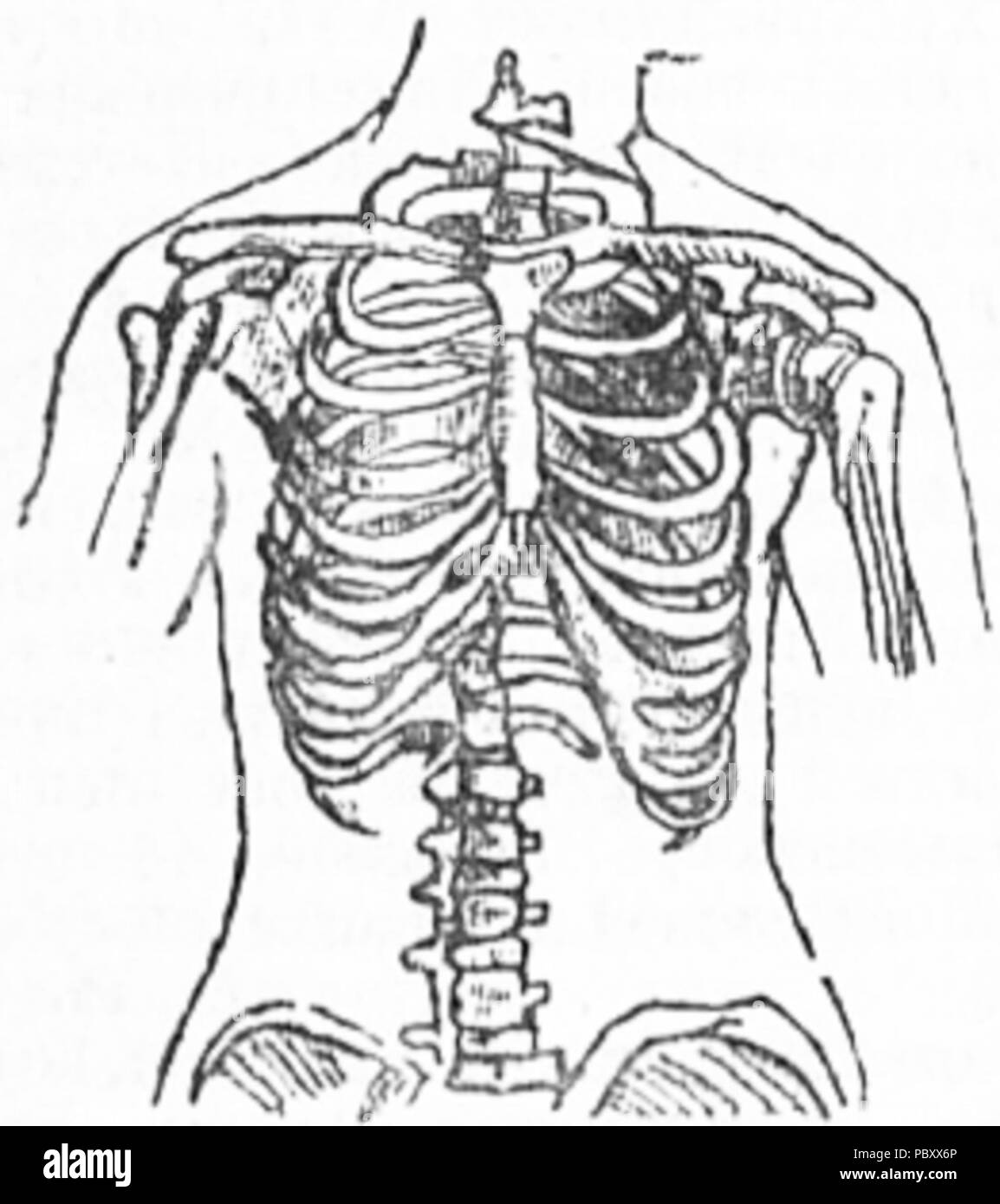 Modelo de anatomía de la mujer Foto e Immagini Stock in Bianco e Nero ...