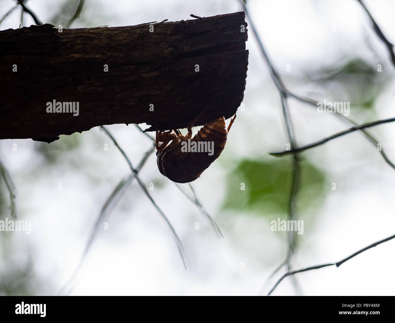 Anatomia degli insetti immagini e fotografie stock ad alta risoluzione ...
