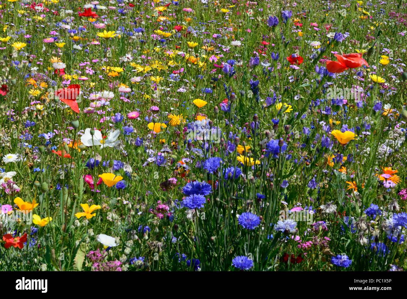 Ape nel prato immagini e fotografie stock ad alta risoluzione - Alamy