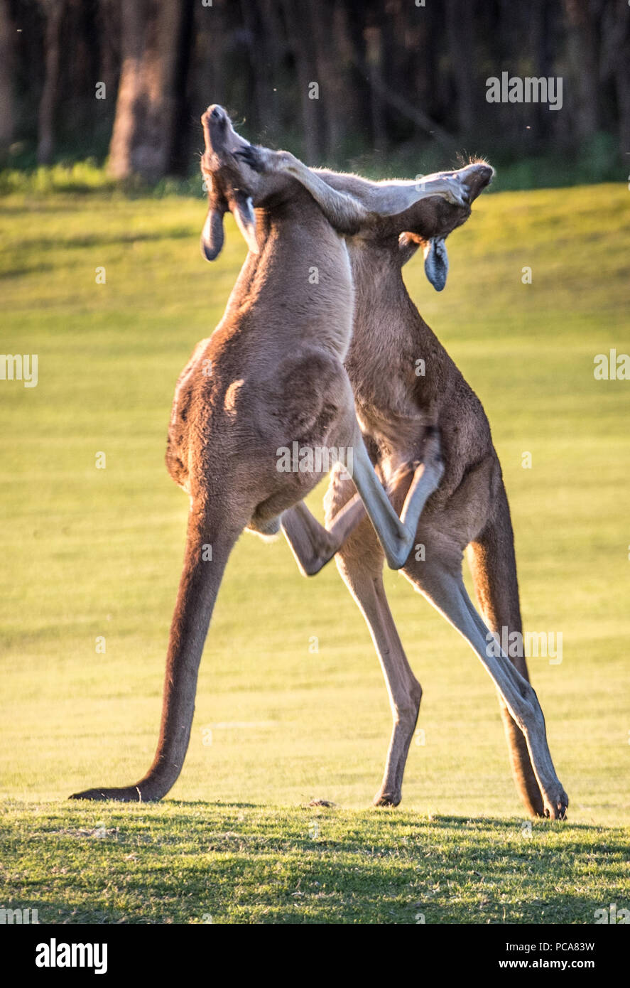Gif Di Combattimento Di Canguri