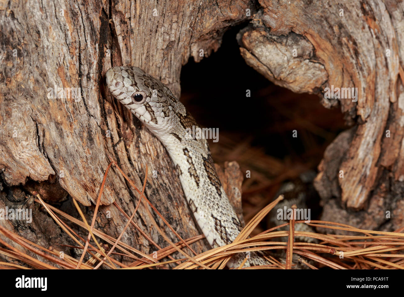 Serpente di ratto grigio immagini e fotografie stock ad alta ...