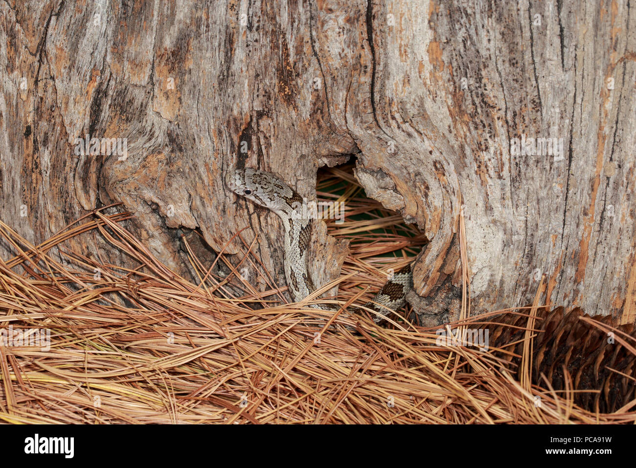 Serpente di ratto grigio immagini e fotografie stock ad alta ...