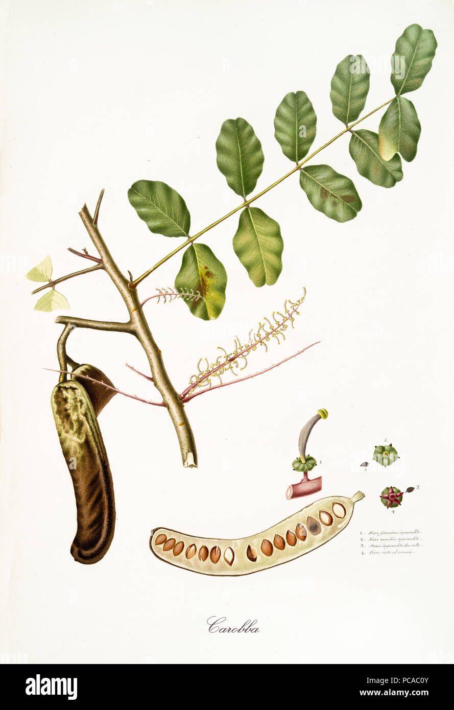 La Carruba, fig tree foglie e frutta sezione isolata su sfondo bianco ...
