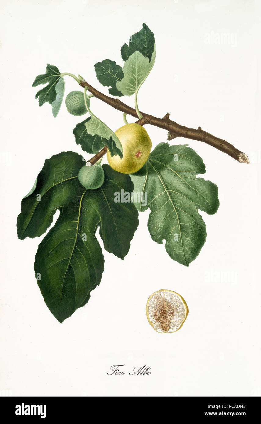Fig varieties ficus immagini e fotografie stock ad alta risoluzione - Alamy
