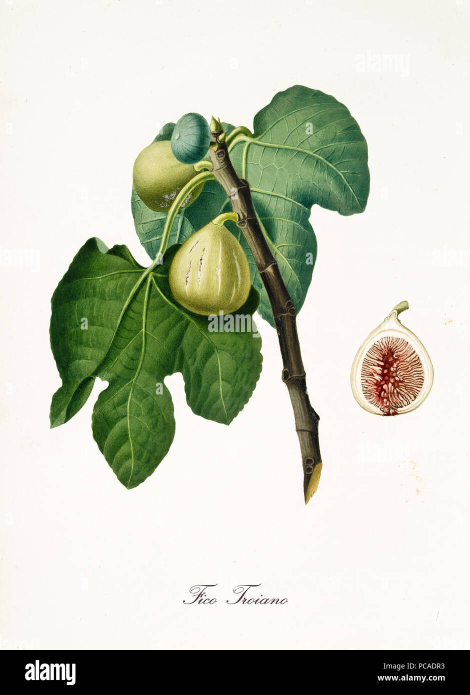 Fig varieties ficus immagini e fotografie stock ad alta risoluzione - Alamy