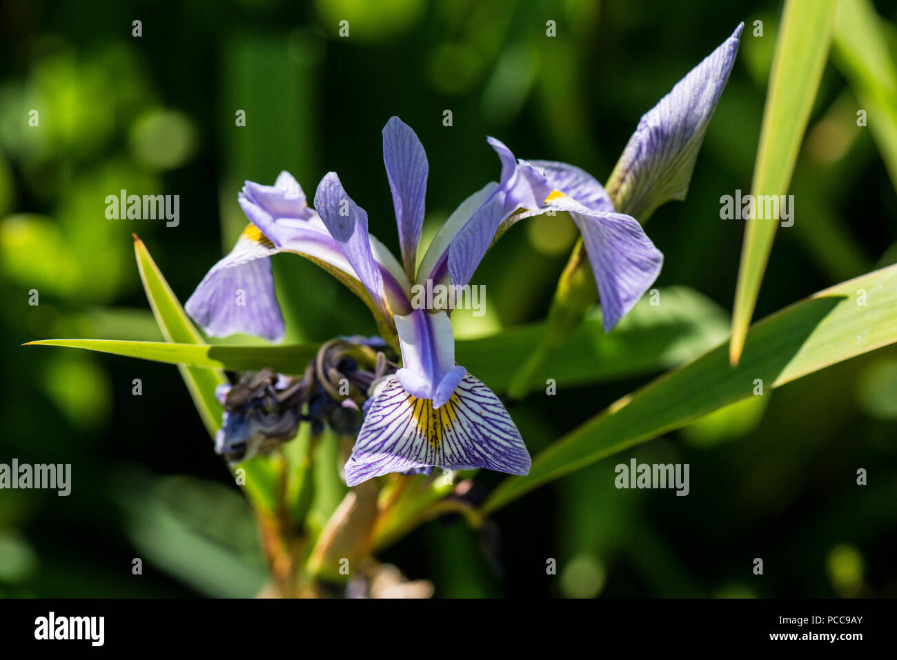 Pallido bluastro immagini e fotografie stock ad alta risoluzione - Alamy