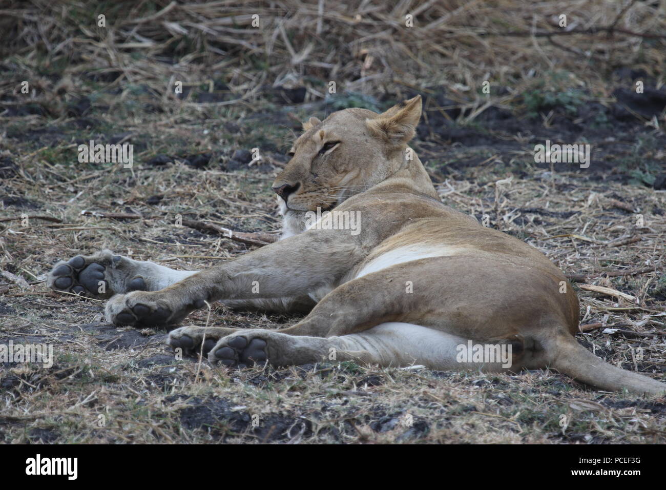 Big five katavi nationalpark immagini e fotografie stock ad alta ...
