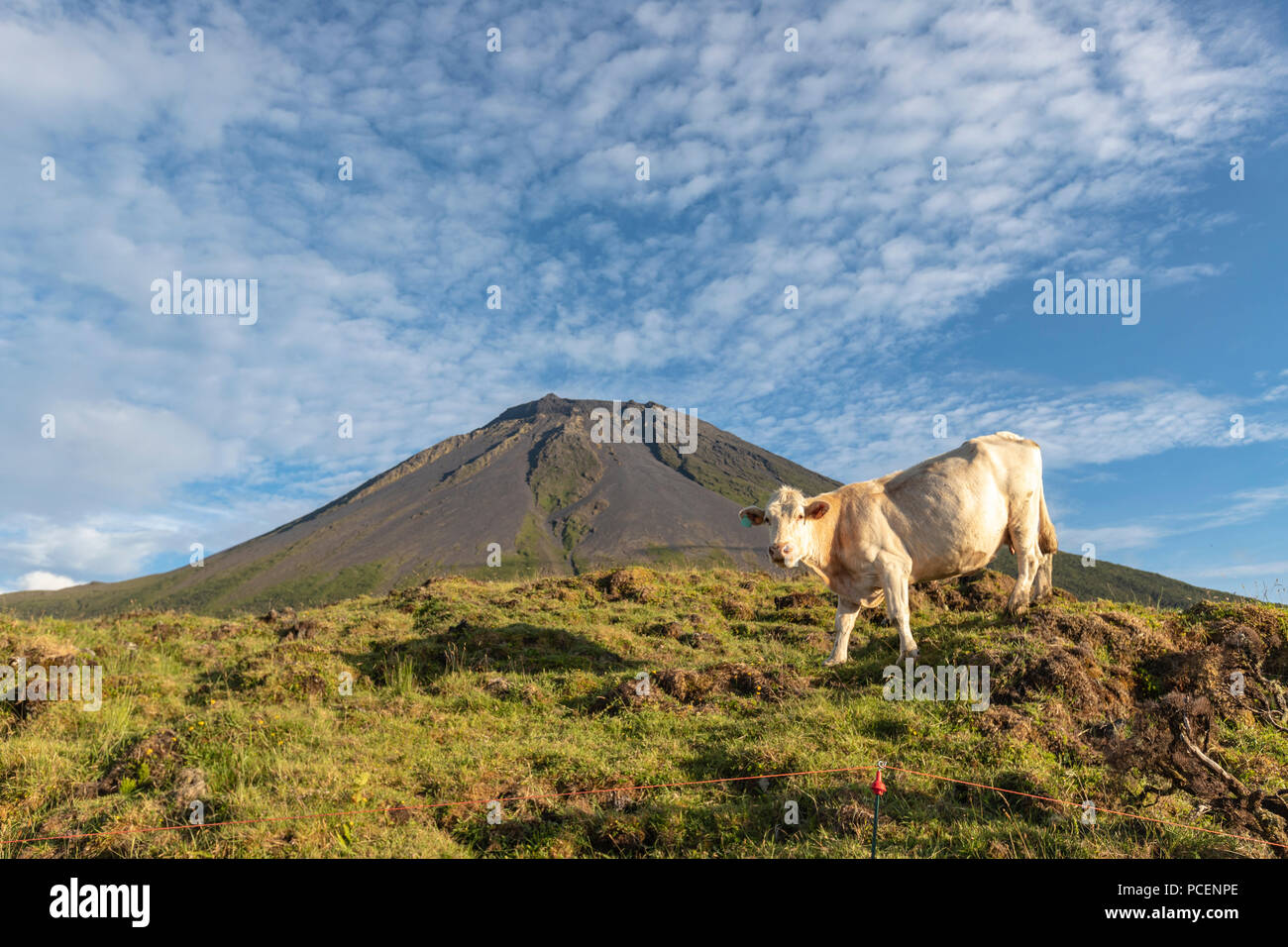 Le mucche e la sagoma del monte Pico lungo EN3 strada longitudinale a ...