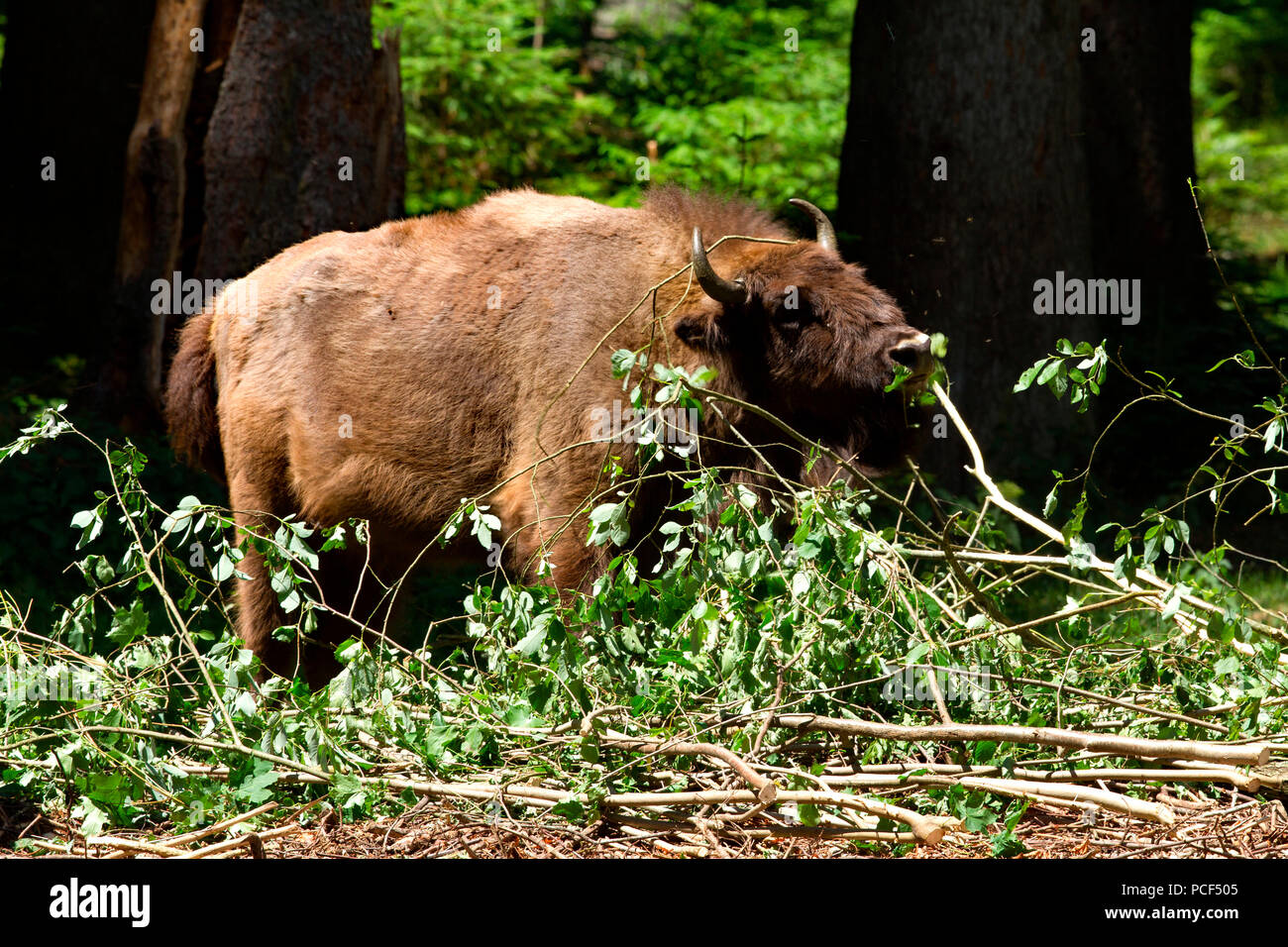 Bisonte della foresta immagini e fotografie stock ad alta risoluzione ...