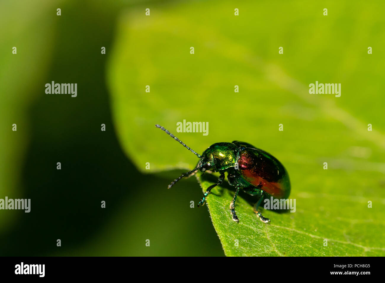 Carapace insect immagini e fotografie stock ad alta risoluzione - Alamy